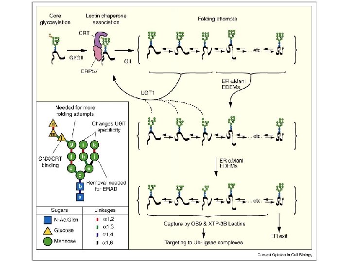 Protein Processing in the Endoplasmic Reticulum Phyllis Hanson