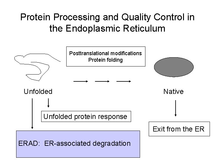 Protein Processing in the Endoplasmic Reticulum Phyllis Hanson