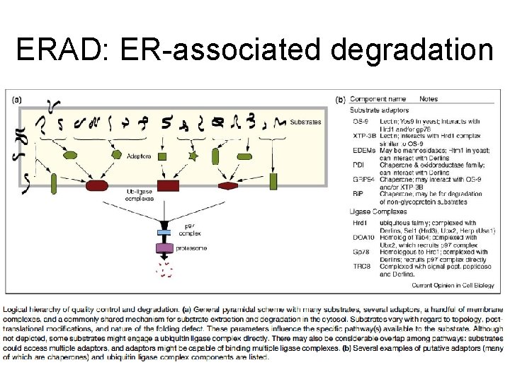 Protein Processing in the Endoplasmic Reticulum Phyllis Hanson