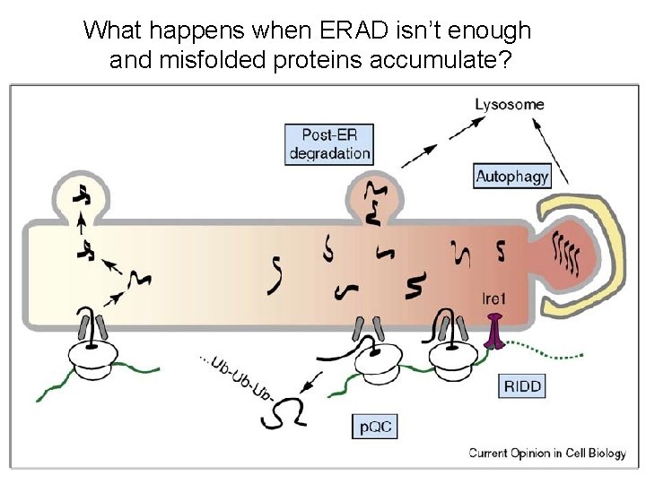 Protein Processing in the Endoplasmic Reticulum Phyllis Hanson
