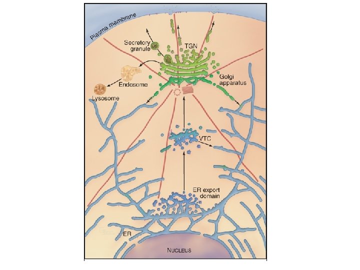 Protein Processing in the Endoplasmic Reticulum Phyllis Hanson