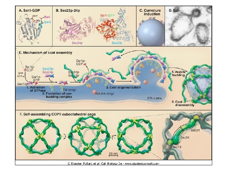 Protein Processing in the Endoplasmic Reticulum Phyllis Hanson