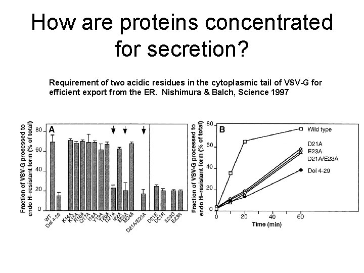 Protein Processing in the Endoplasmic Reticulum Phyllis Hanson