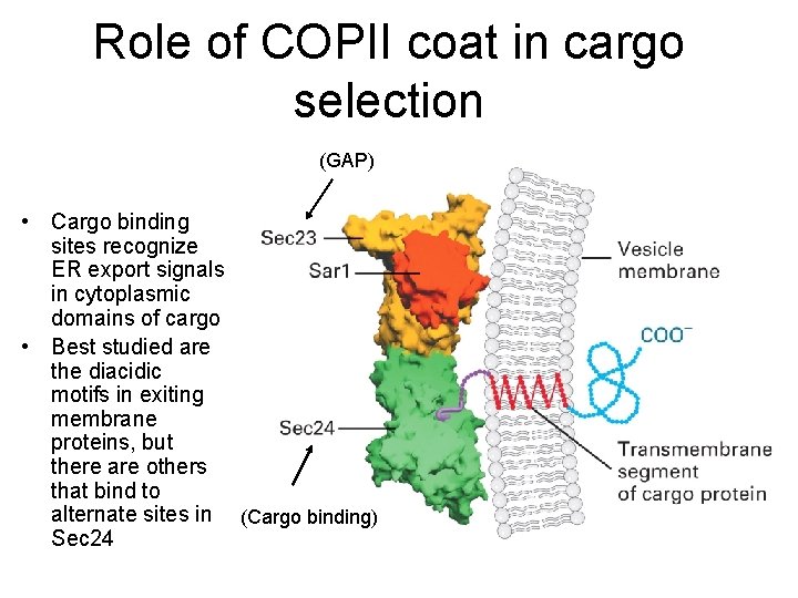 Protein Processing in the Endoplasmic Reticulum Phyllis Hanson