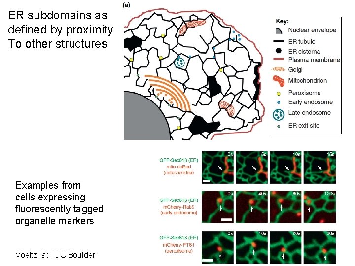 Protein Processing in the Endoplasmic Reticulum Phyllis Hanson