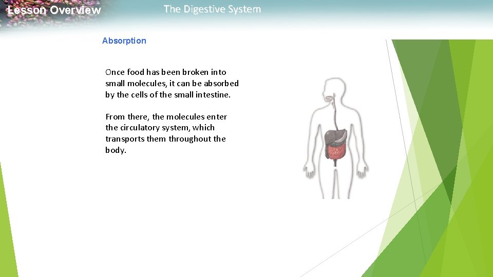 Lesson Overview 30 3 The Digestive System Lesson