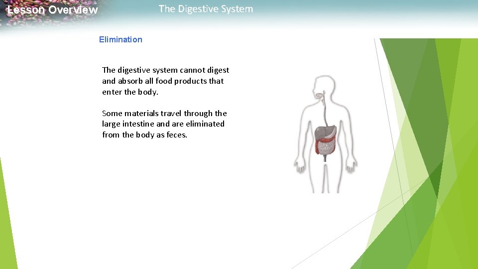 Lesson Overview 30 3 The Digestive System Lesson
