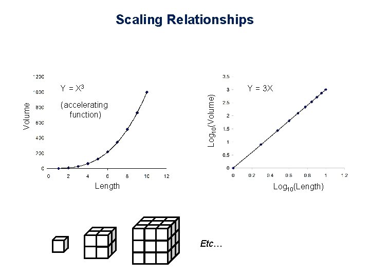 Scaling Relationships in Biology including Community Ecology Big