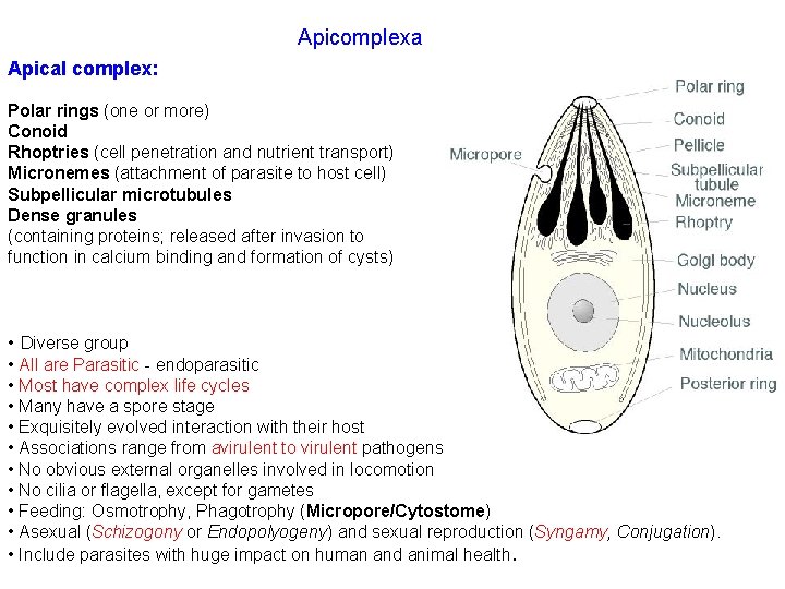 Biological Sciences 318 Parasitology Lab Apicomplexa Apicomplexa Kingdom
