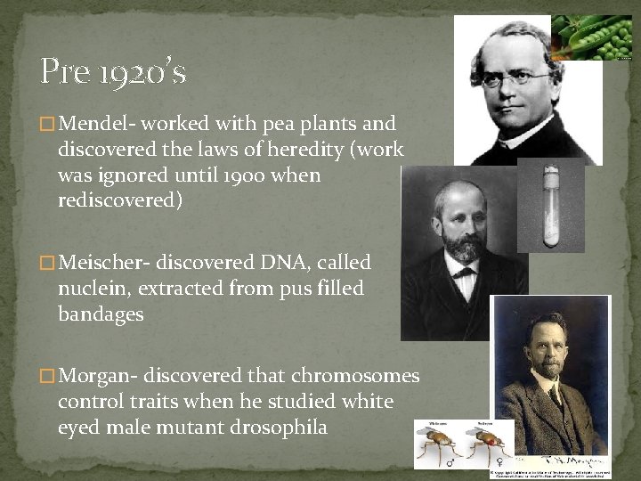 History of Genetics Pre 1920s Mendel worked with