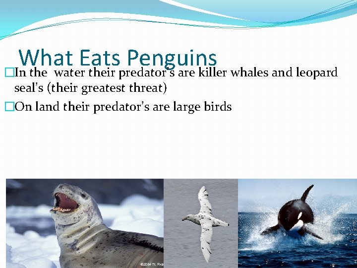 Penguins Birds That Dont Fly Power Point by