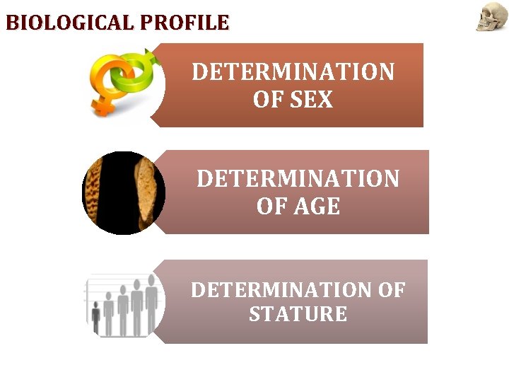 Identification of people alive cadavers and human remains
