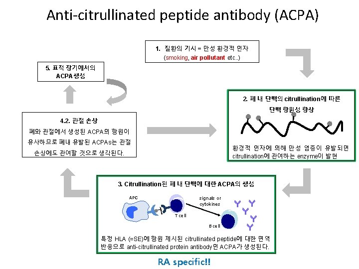 Contents Rheumatoid factor RF Anticyclic citrullinated peptide antibody