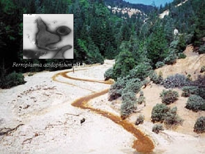 Gli Organismi Estremofili dalla Inesplorata Biodiversit alla Biotecnologia