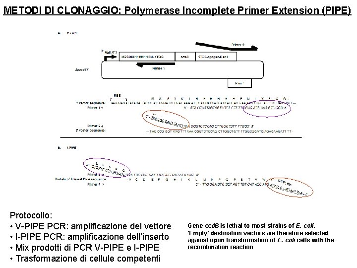 METODI DI CLONAGGIO Polymerase Incomplete Primer Extension PIPE