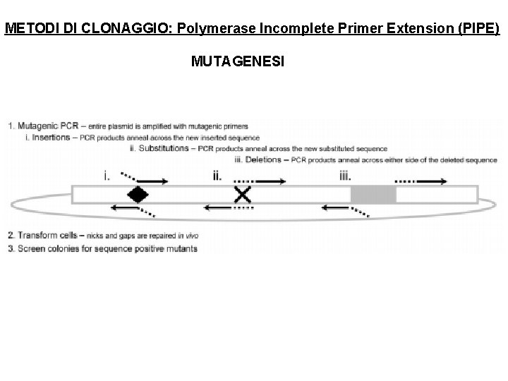 METODI DI CLONAGGIO Polymerase Incomplete Primer Extension PIPE