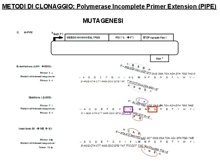 METODI DI CLONAGGIO Polymerase Incomplete Primer Extension PIPE