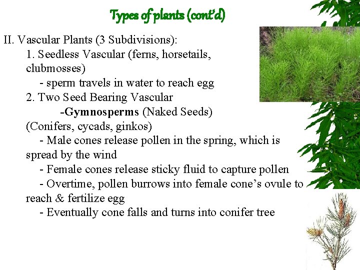 Plant Vocabulary Define 1 Photosynthesis 2 Eukaryotic 3
