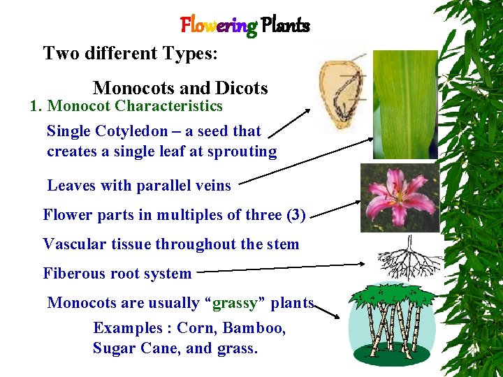 Plant Vocabulary Define 1 Photosynthesis 2 Eukaryotic 3