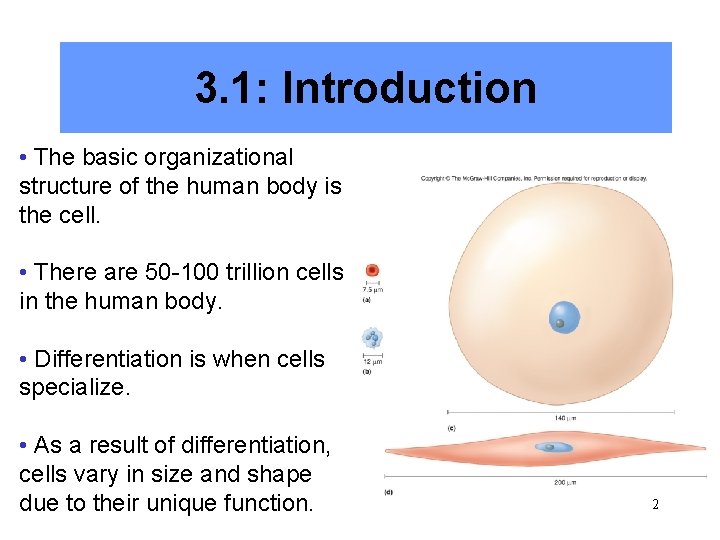 Chapter 3 Lecture Power Point Cells Copyright The