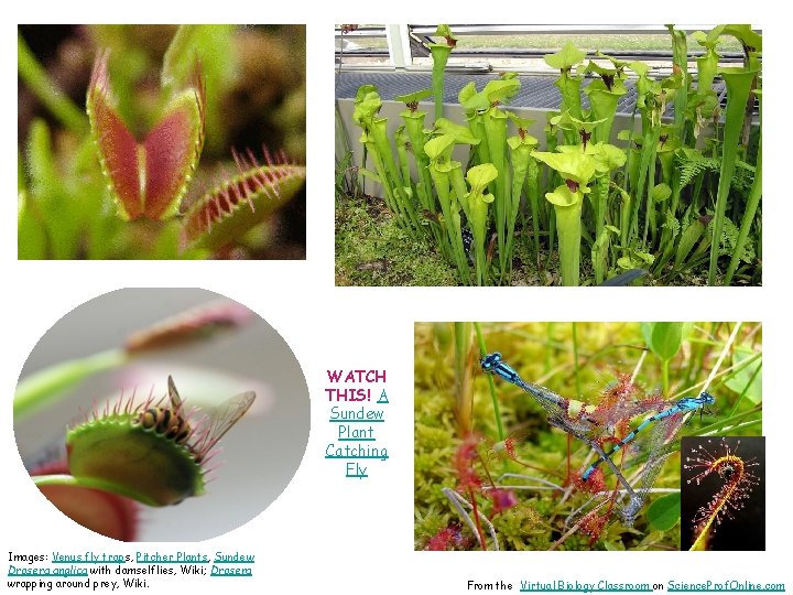 About Science Prof Online Power Point Resources Science