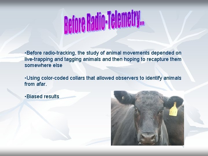 Using radio tags to study the physiology behavior