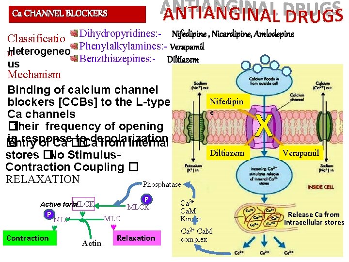 Ca CHANNEL BLOCKERS Classificatio Dihydropyridines Nifedipine ...