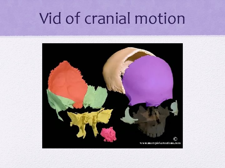 Craniosacral Therapy Heads n Tails Betty Glen Therapy