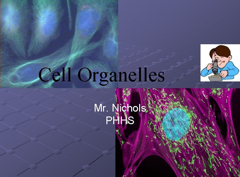 Cell Organelles Mr Nichols PHHS Cartoons of the
