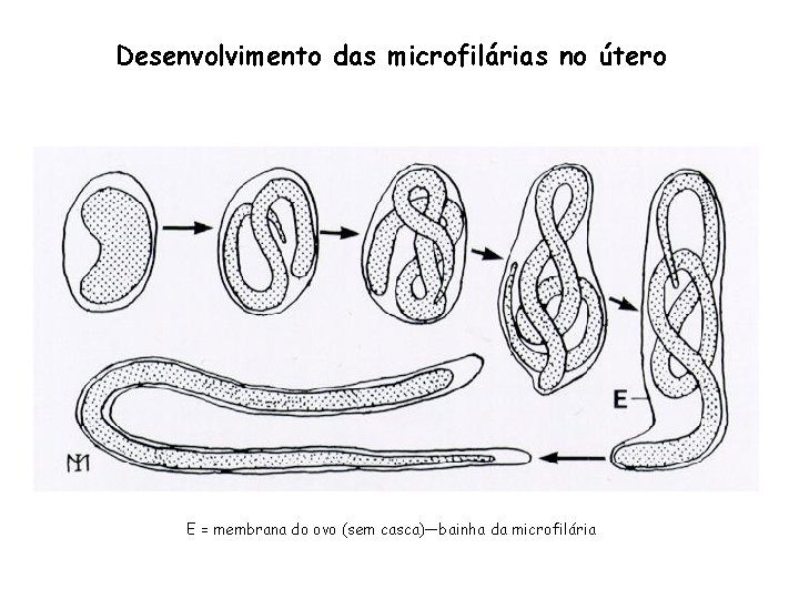 FILRIAS Taxonomia helmintos REINO ANIMALIA SUBREINO METAZOA FILO