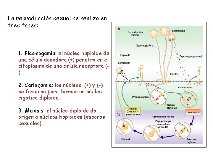 HONGOS Dra Yenizey Merit Alvarez C Microbiologa General