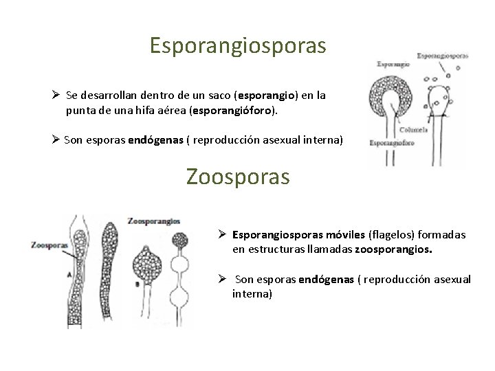 HONGOS Dra Yenizey Merit Alvarez C Microbiologa General