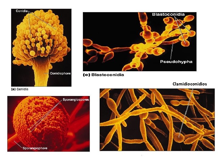 HONGOS Dra Yenizey Merit Alvarez C Microbiologa General