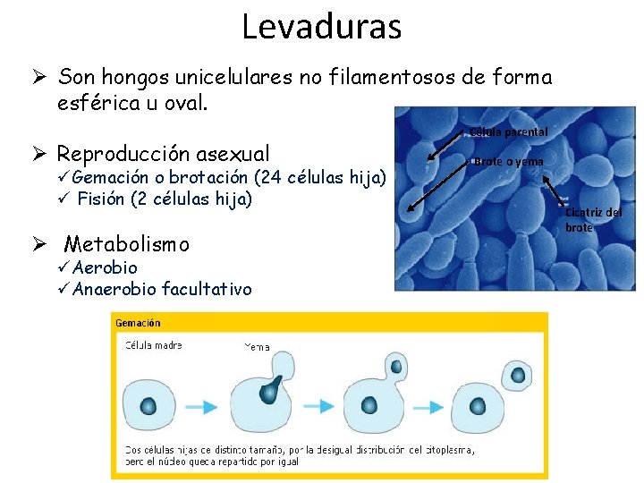 HONGOS Dra Yenizey Merit Alvarez C Microbiologa General