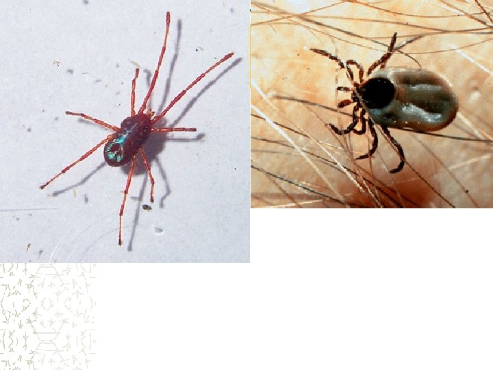 Chapter 31 Arthropods Examples insects crustaceans arachnids centipedes