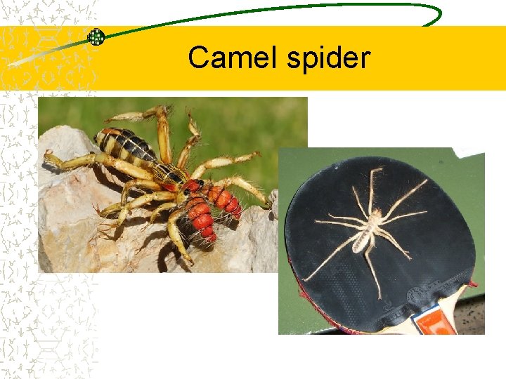 Chapter 31 Arthropods Examples insects crustaceans arachnids centipedes