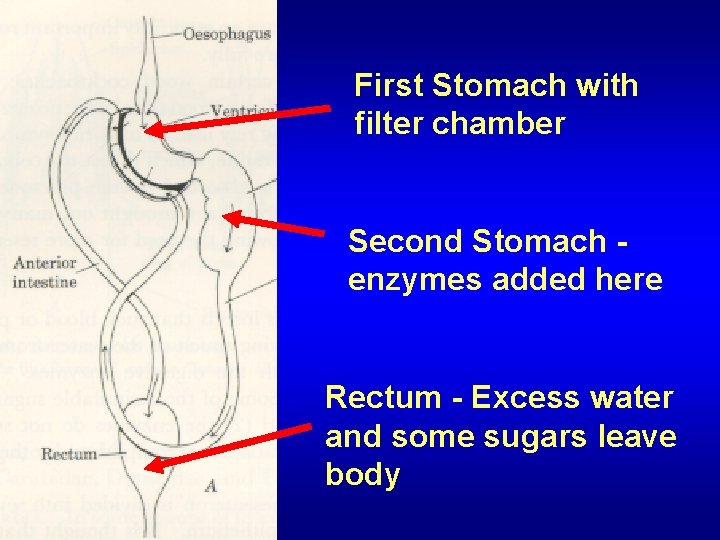 Internal Insect Morphology Circulation System Organization Humans closed