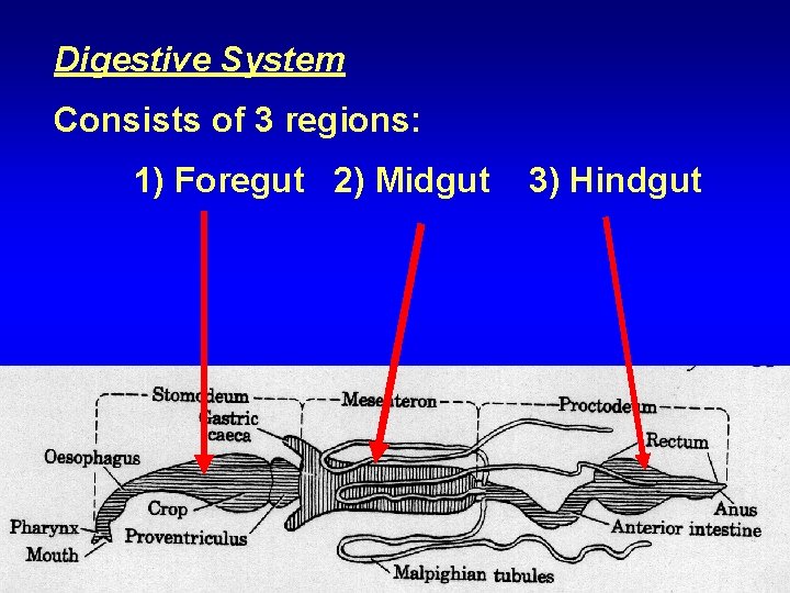 Internal Insect Morphology Circulation System Organization Humans closed