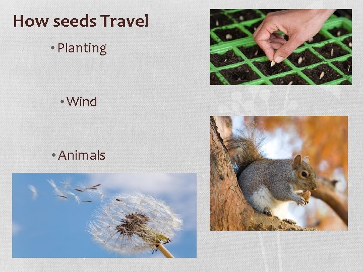 PLANT LIFE CYCLES Understand how plants grow and