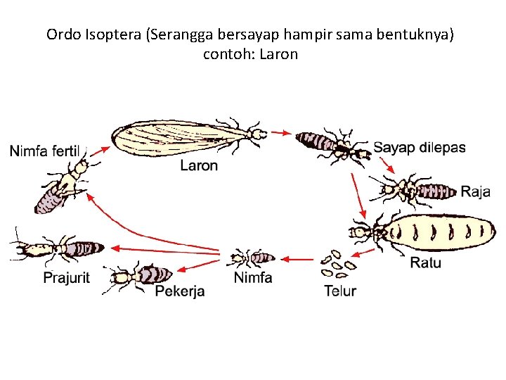 ARTHROPODA hewan kaki berbukubuku Klasifikasi Arthropoda Crustacea golongan