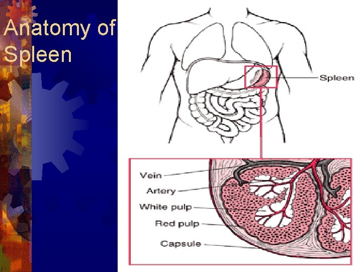 The Spleen Anatomy of Spleen White Pulp Spleen