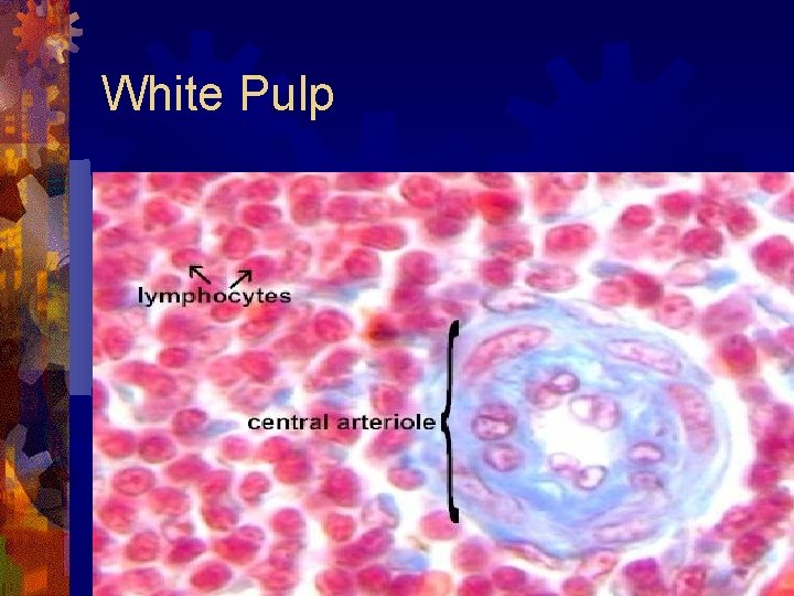 The Spleen Anatomy of Spleen White Pulp Spleen