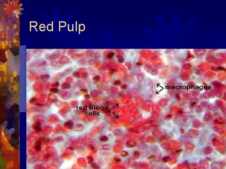 The Spleen Anatomy of Spleen White Pulp Spleen