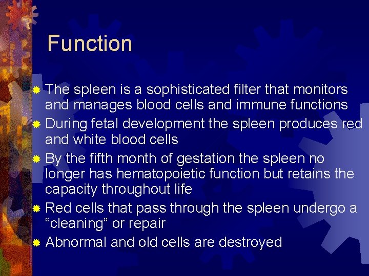 The Spleen Anatomy of Spleen White Pulp Spleen