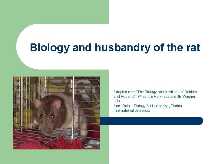 Biology and husbandry of the rat Adapted from