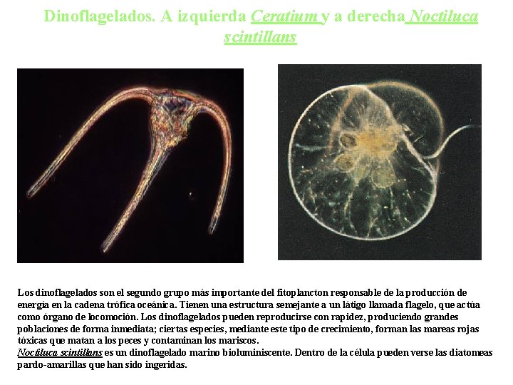 Dominio Eukarya Reino Protista Protistas Introduccin Llamamos Protista