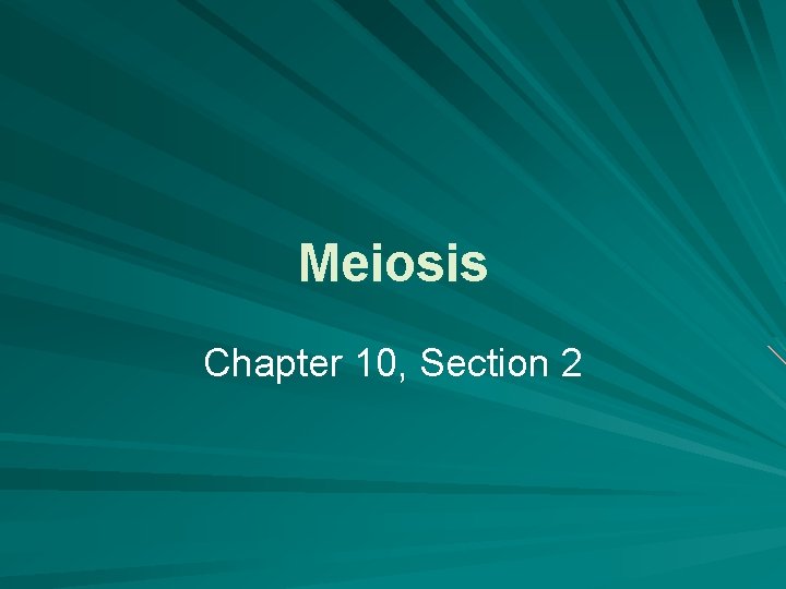 Meiosis Chapter 10 Section 2 Meiosis Activity 1