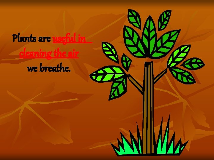 Plants Section 1 An Overview of Plants Why