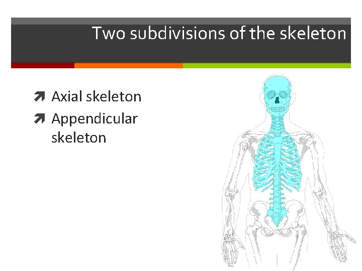 The Skeletal System Parts of the skeletal system