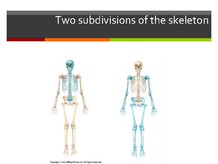 The Skeletal System Parts of the skeletal system